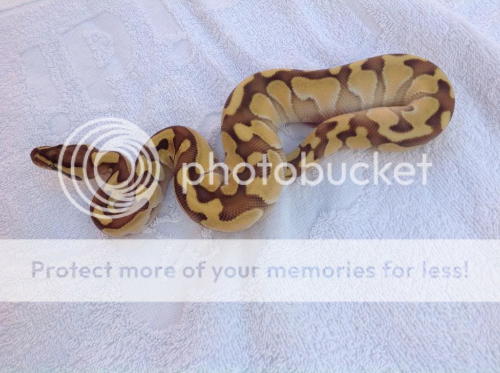 Male Enchi Butter Ball Python 2013 | Reptile Forums